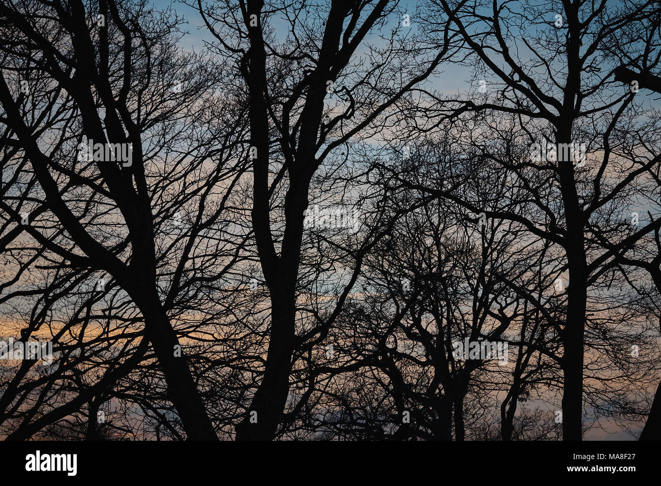 Backdrop of trees and setting sun hi-res stock photography and images ...