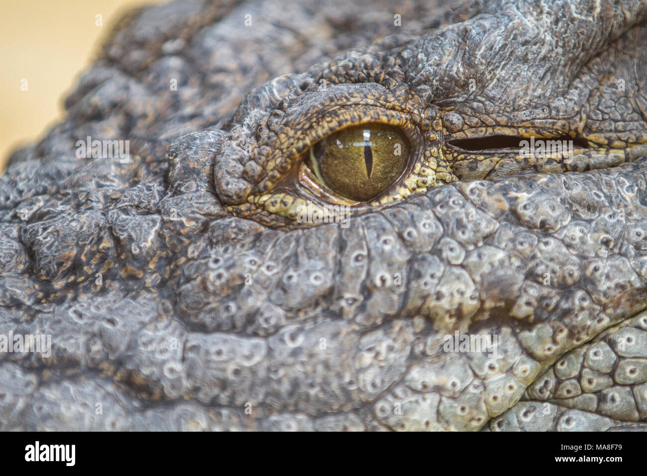 Alligator or crocodile animals eyes closeup, dangerous alligator eye ...