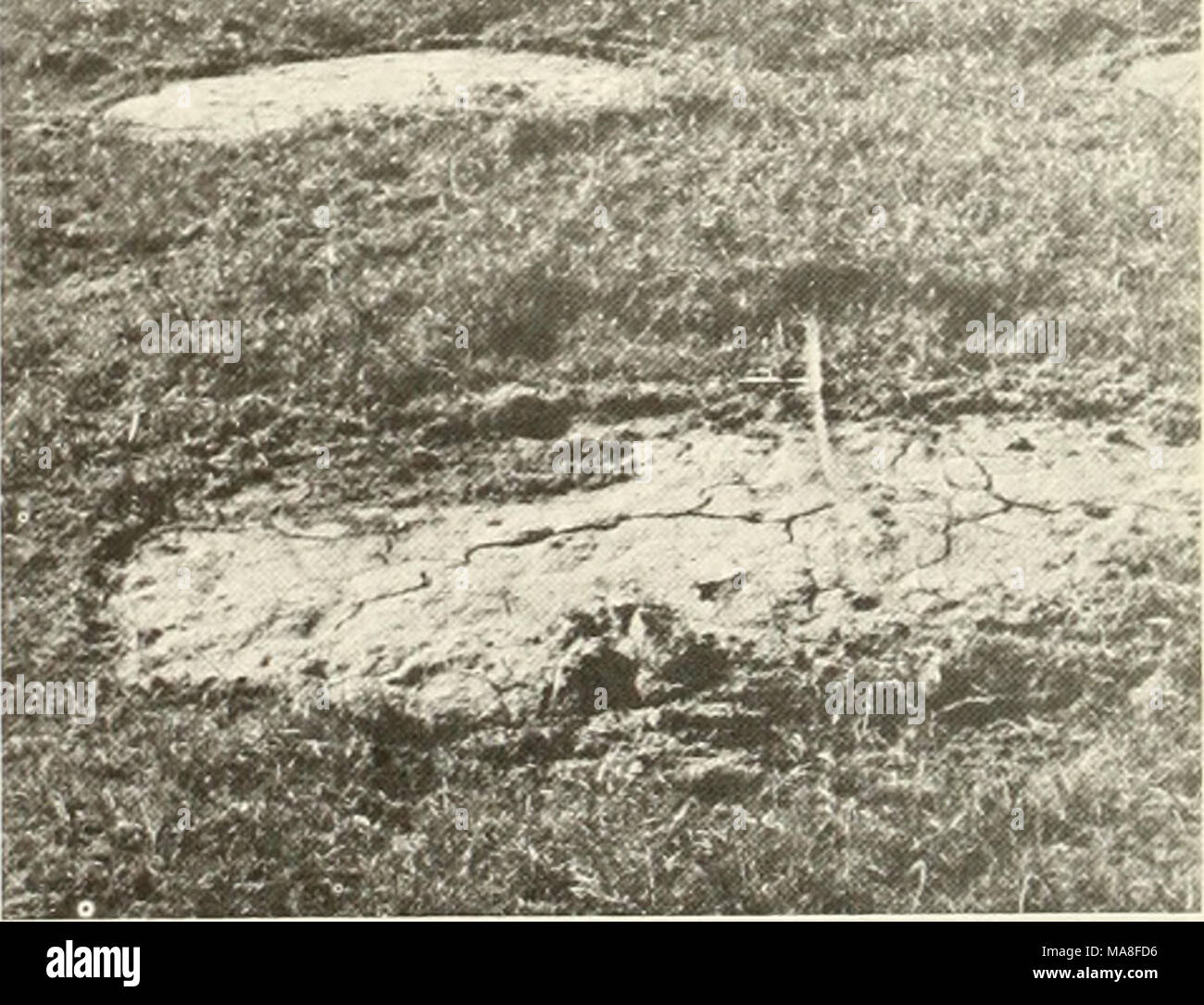 Biome type hi-res stock photography and images - Alamy