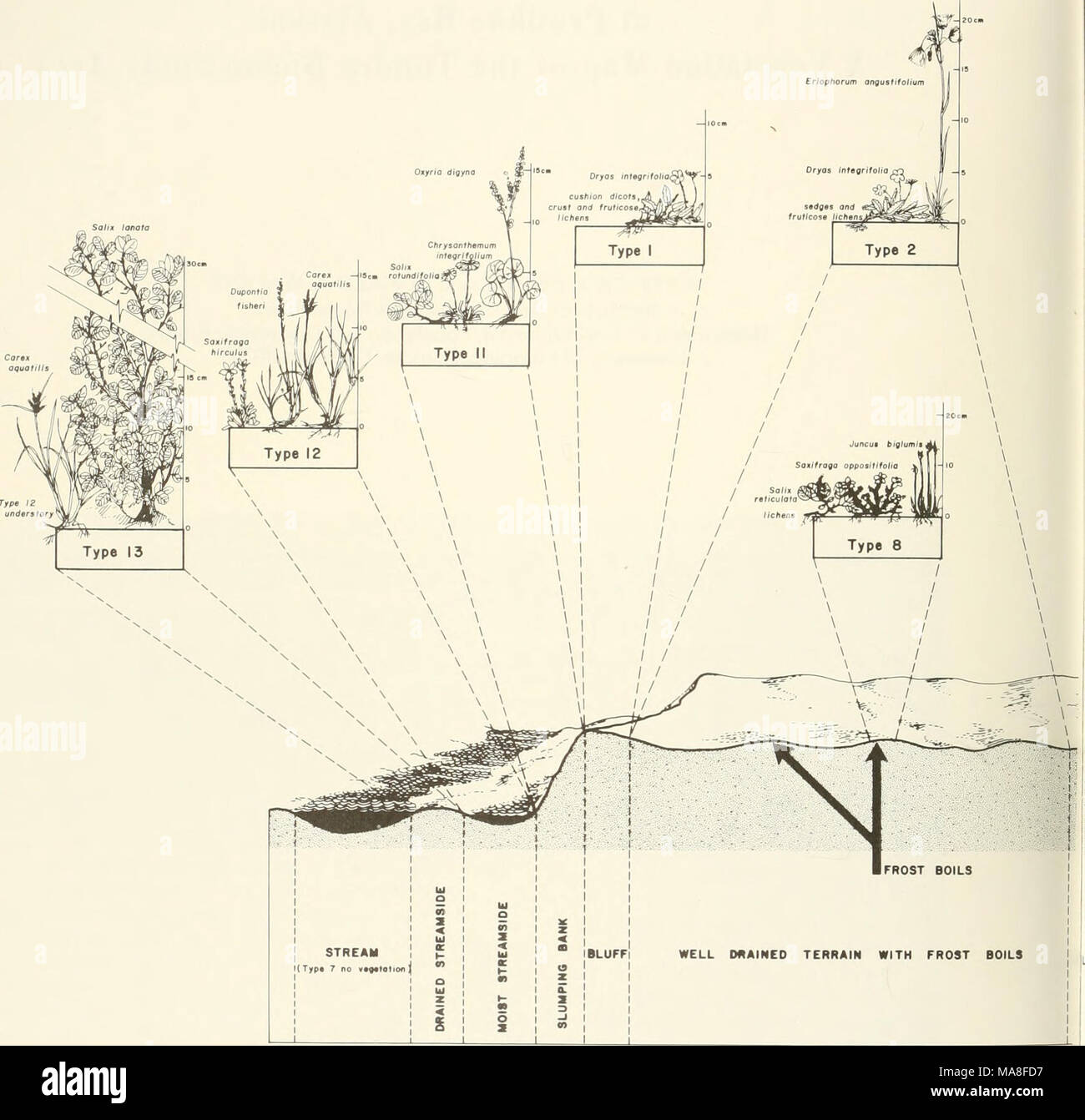 . Ecological investigations of the tundra biome in the Prudhoe Bay ...