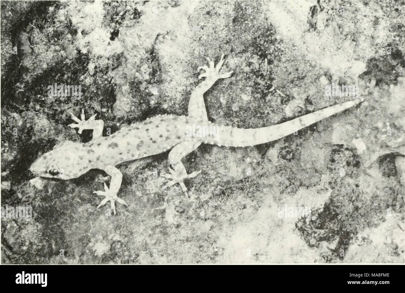 . The ecological impact of man on the south Florida herpetofauna ...