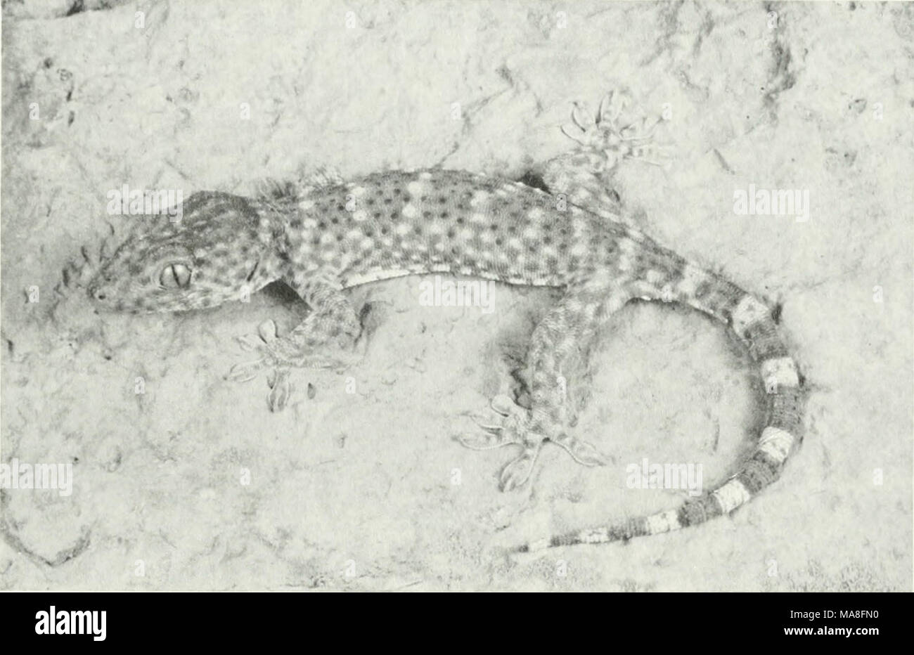 . The ecological impact of man on the south Florida herpetofauna ...