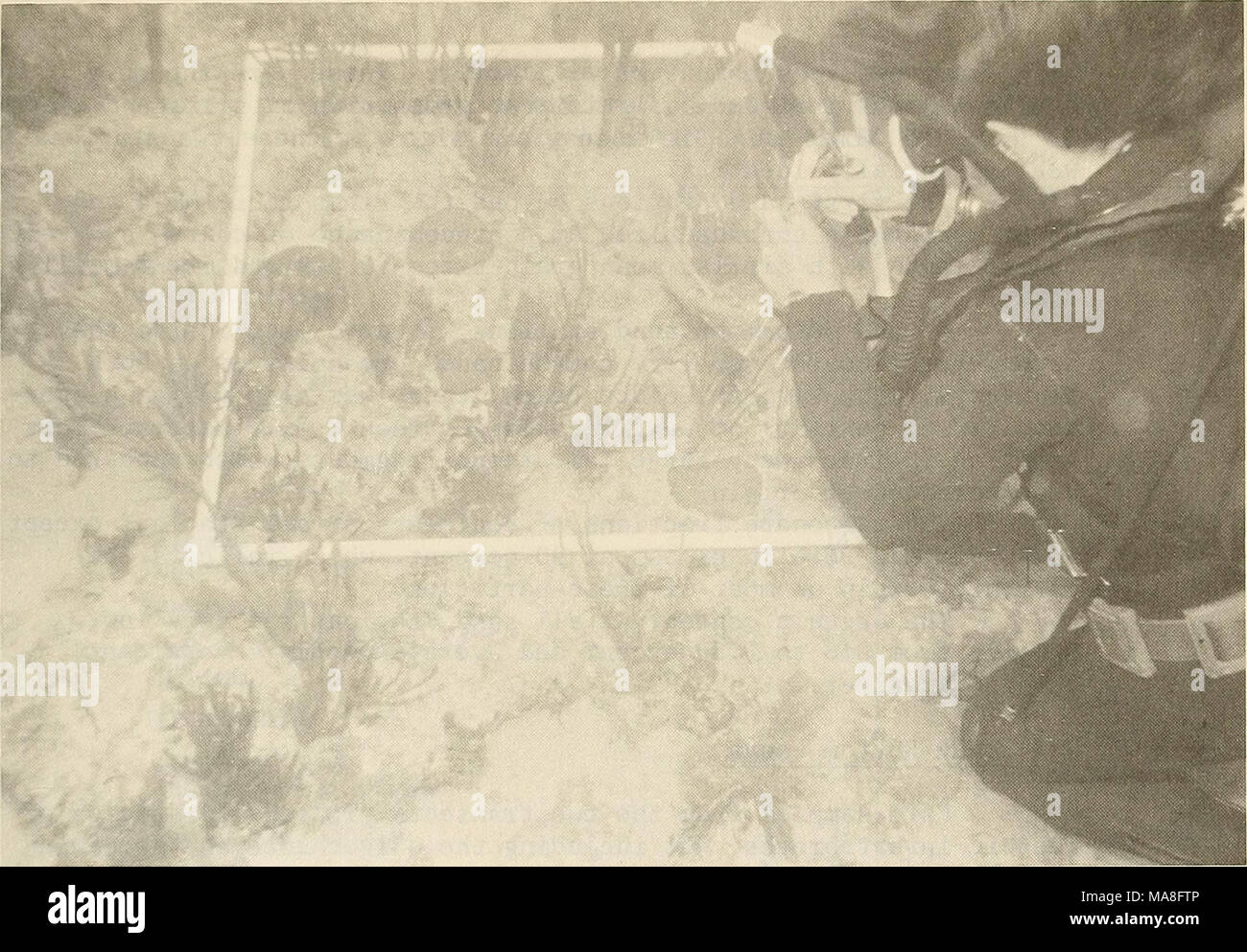 Quadrat sampling hi-res stock photography and images - Alamy