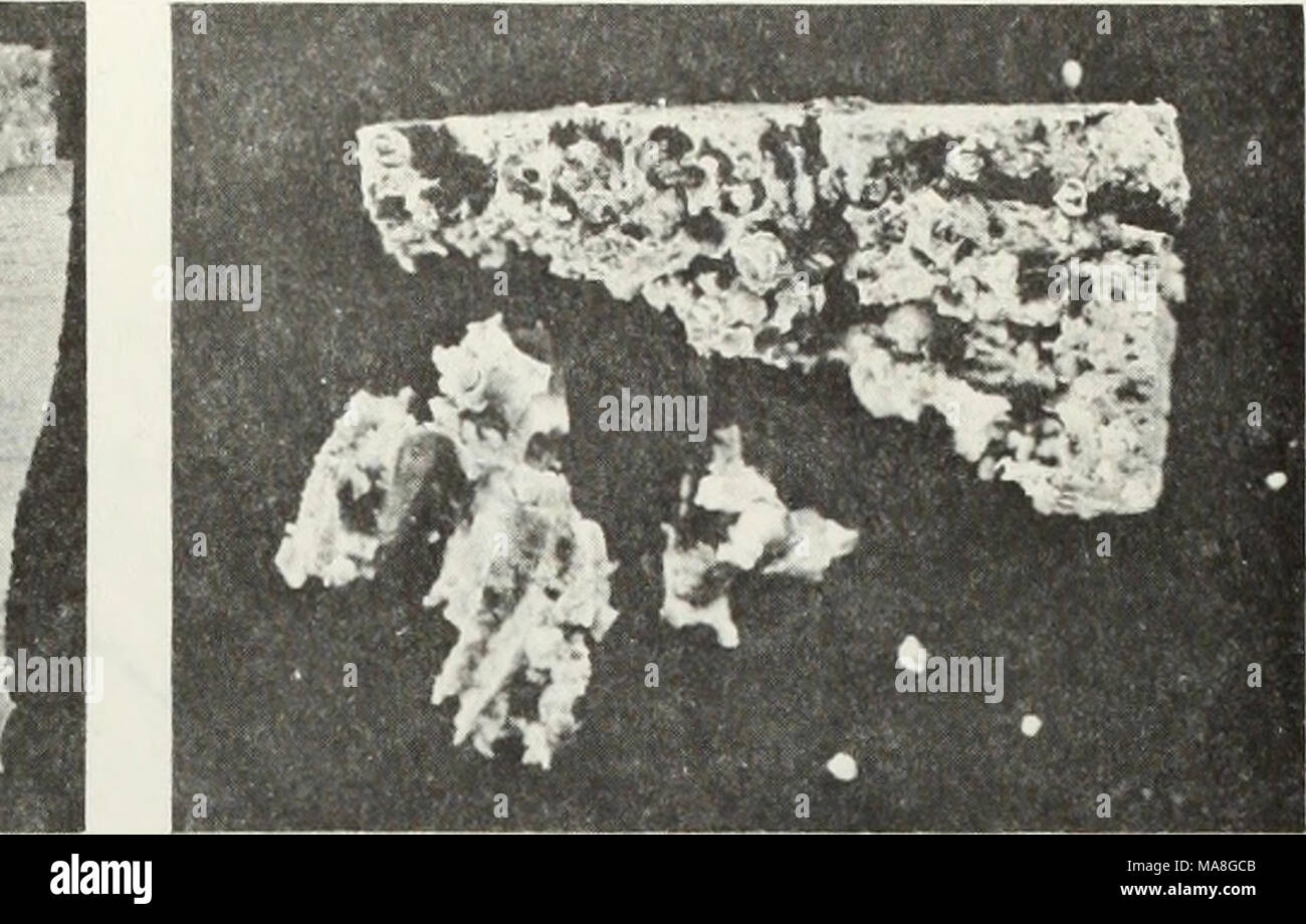 . Ecological aspects of two wood-boring molluscs from the continental ...