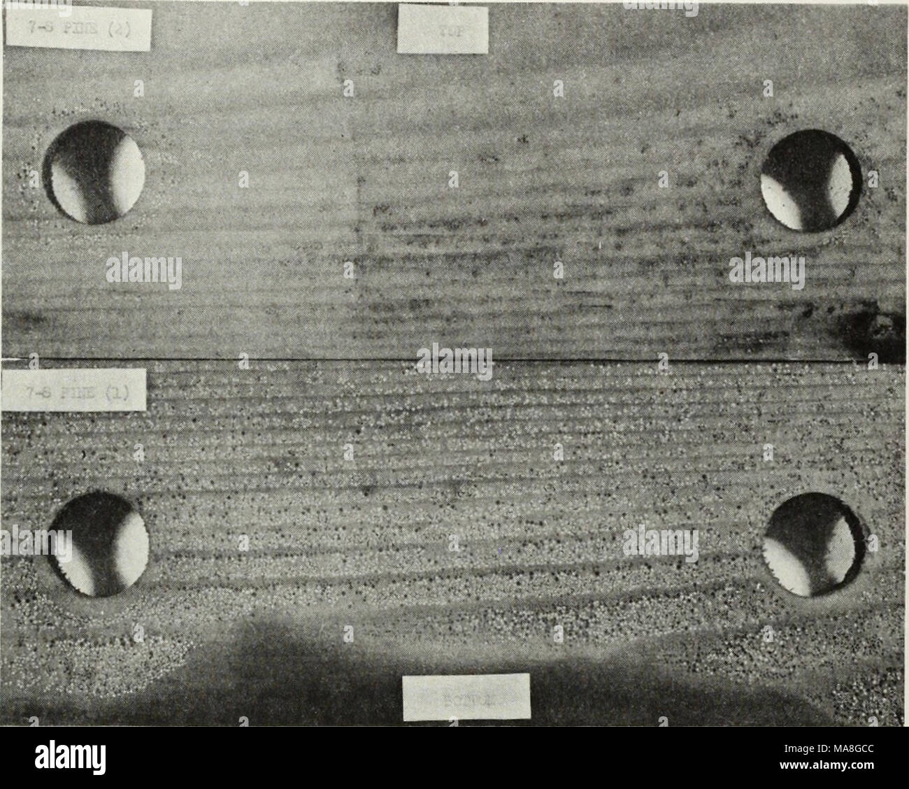 . Ecological aspects of two wood-boring molluscs from the continental ...
