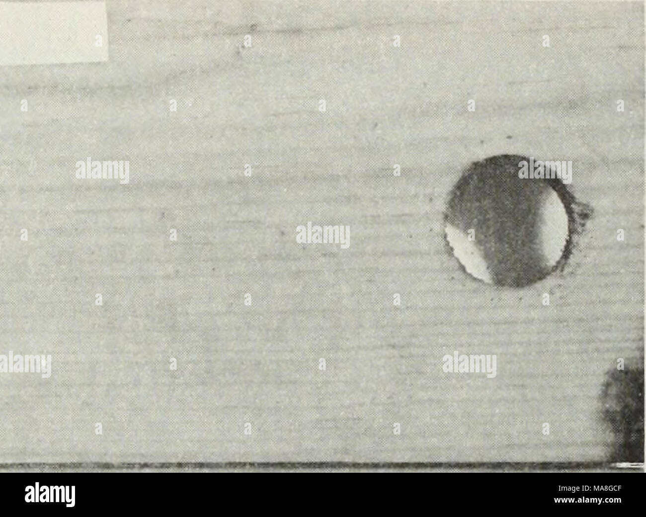 . Ecological aspects of two wood-boring molluscs from the continental ...