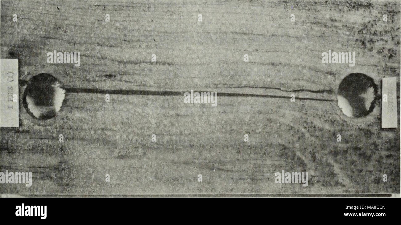 . Ecological aspects of two wood-boring molluscs from the continental ...