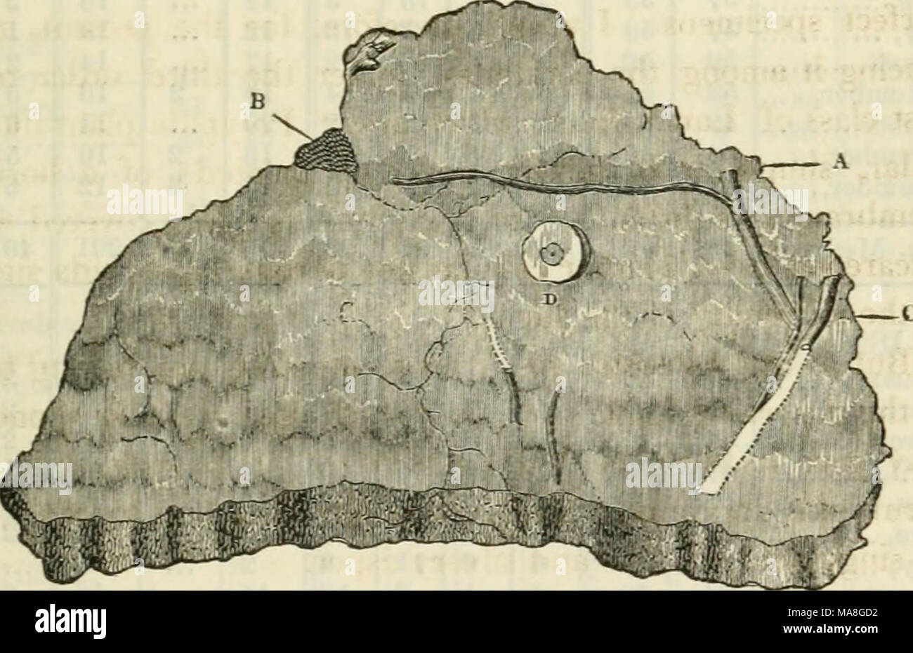 Decurrent hi-res stock photography and images - Alamy