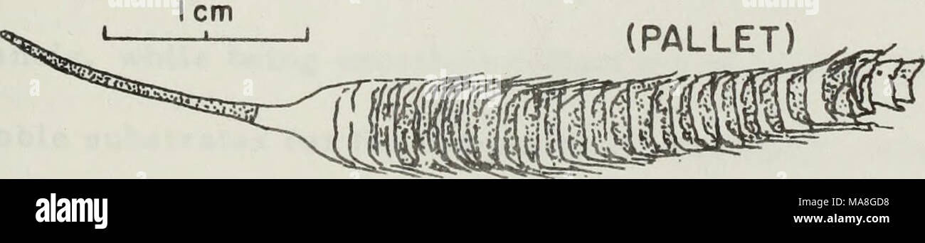 . Ecological aspects of two wood-boring molluscs from the continental ...