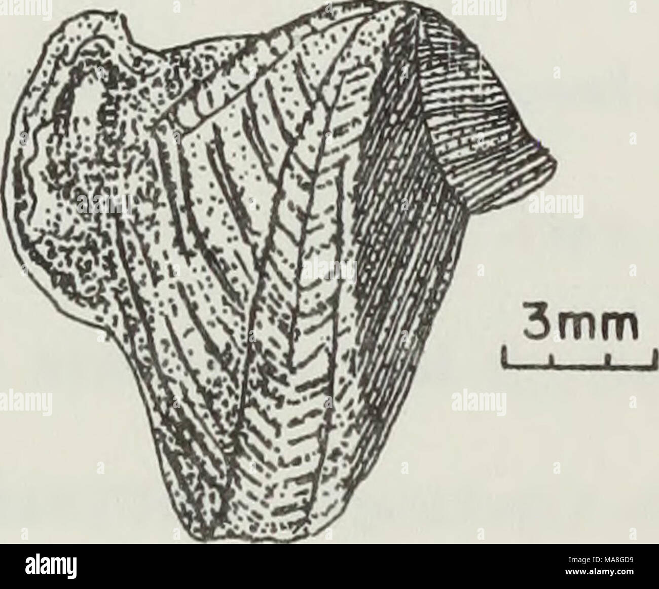 . Ecological aspects of two wood-boring molluscs from the continental ...