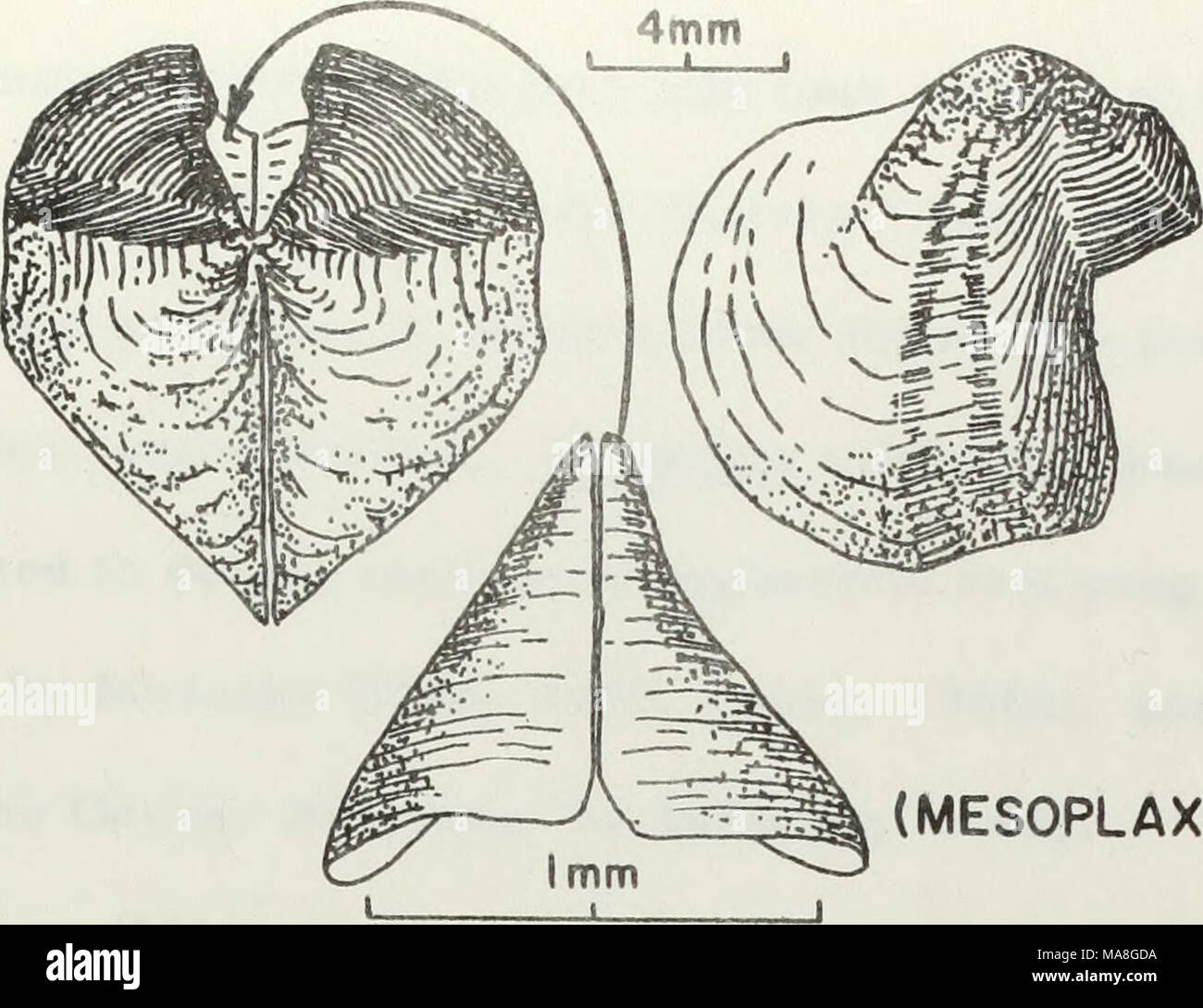 . Ecological aspects of two wood-boring molluscs from the continental ...