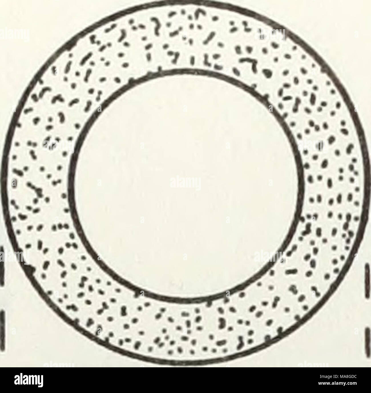 . Ecological aspects of two wood-boring molluscs from the continental ...