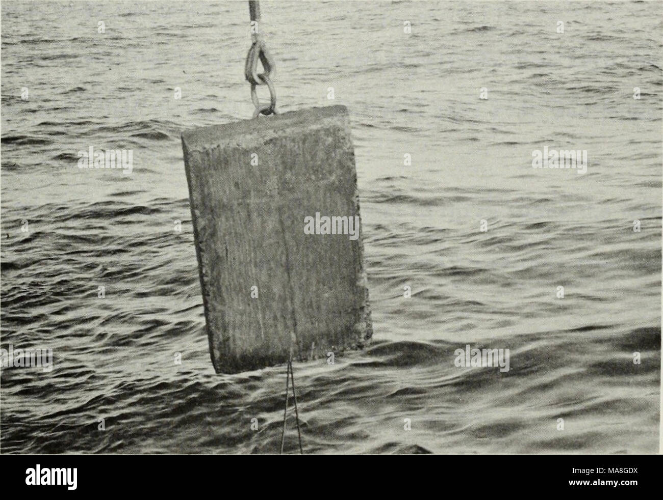 . Ecological aspects of two wood-boring molluscs from the continental ...
