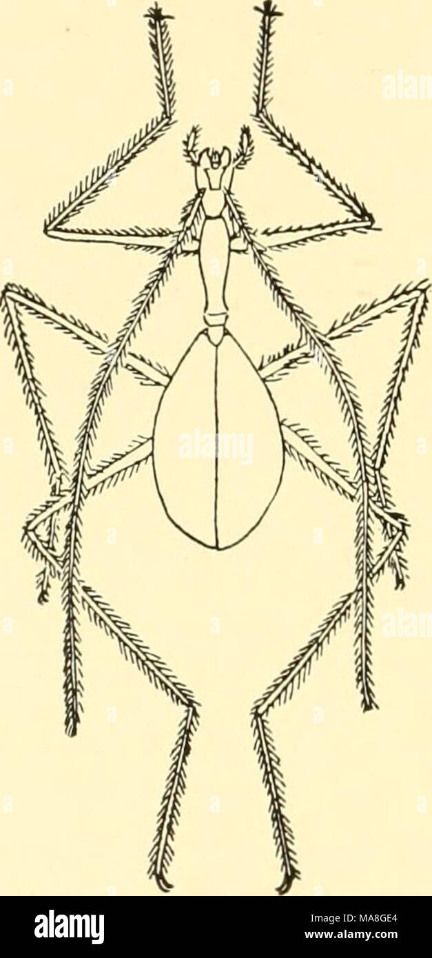 . Ecological animal geography; an authorized, rewritten edition based ...