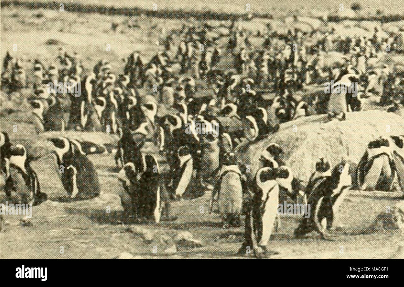 . Ecological animal geography; an authorized, rewritten edition based ...