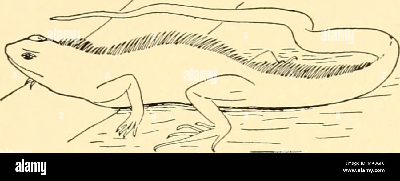 . Ecological animal geography; an authorized, rewritten edition based ...