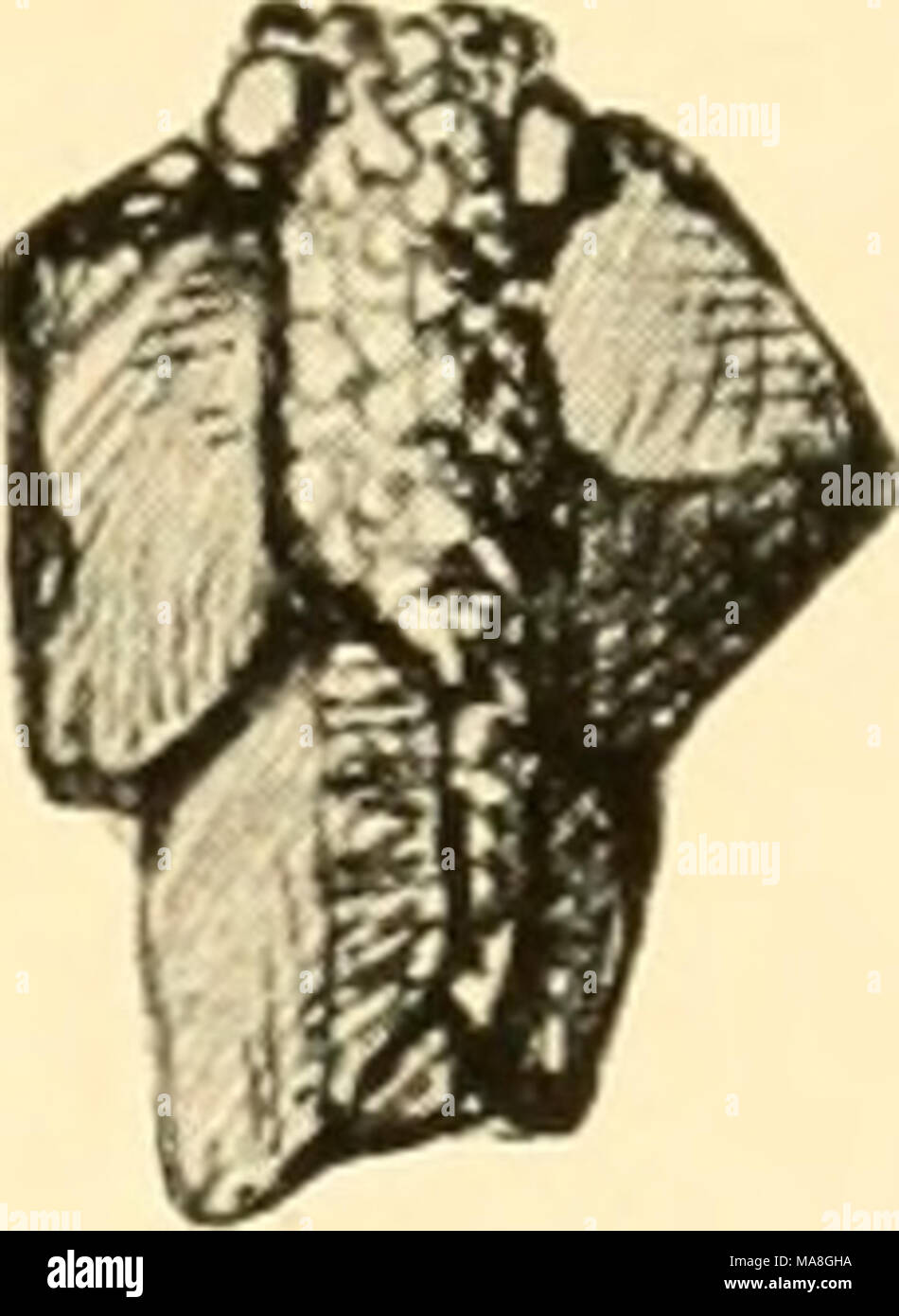 Goera pilosa hi-res stock photography and images - Alamy