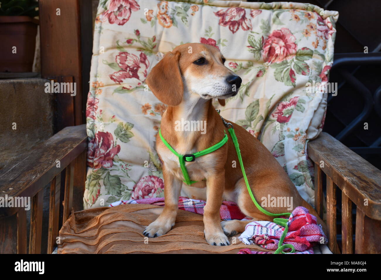 Dog sitting in the chair Stock Photo - Alamy