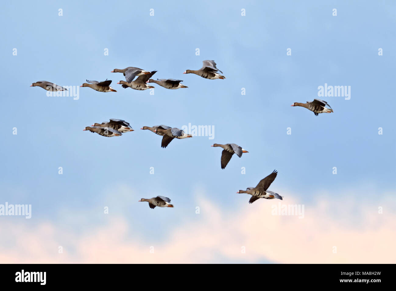 White fronted geese flock netherlands hi-res stock photography and ...