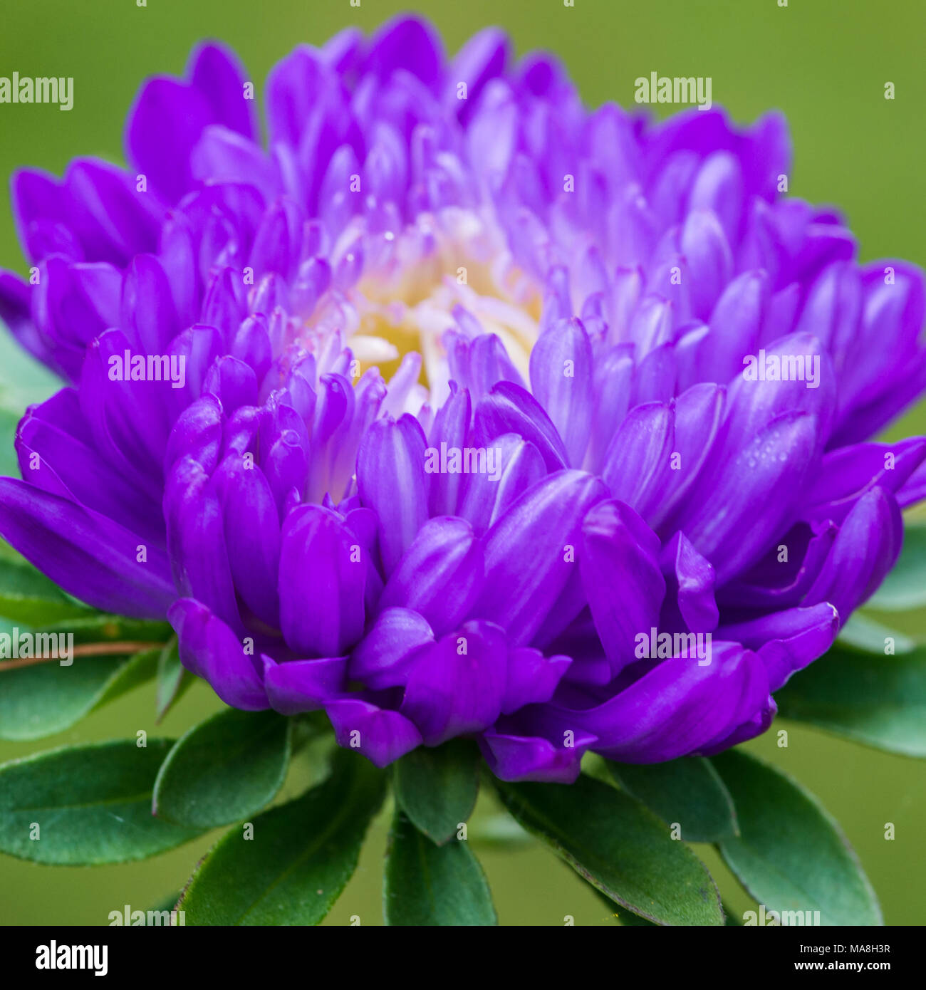 A macro shot of the purple bloom of an aster bloom Stock Photo - Alamy