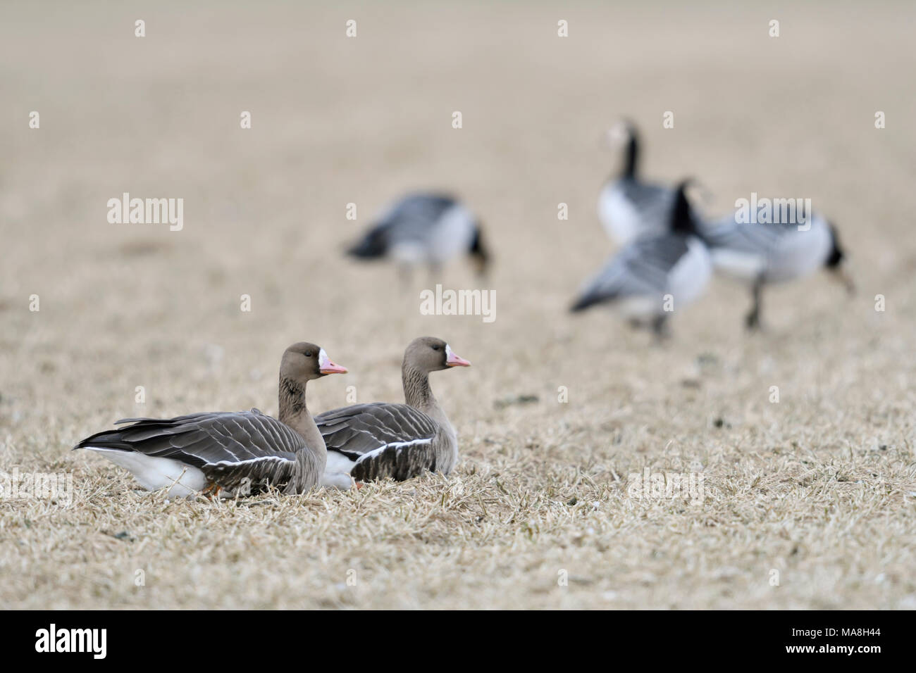 Eurasian white fronted goose hi-res stock photography and images - Alamy