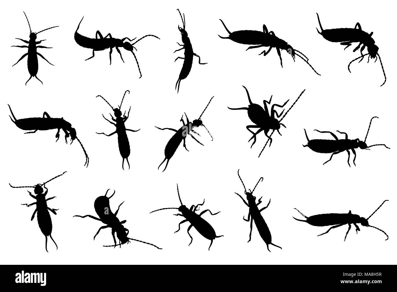 Set of different earwigs isolated on white Stock Photo - Alamy