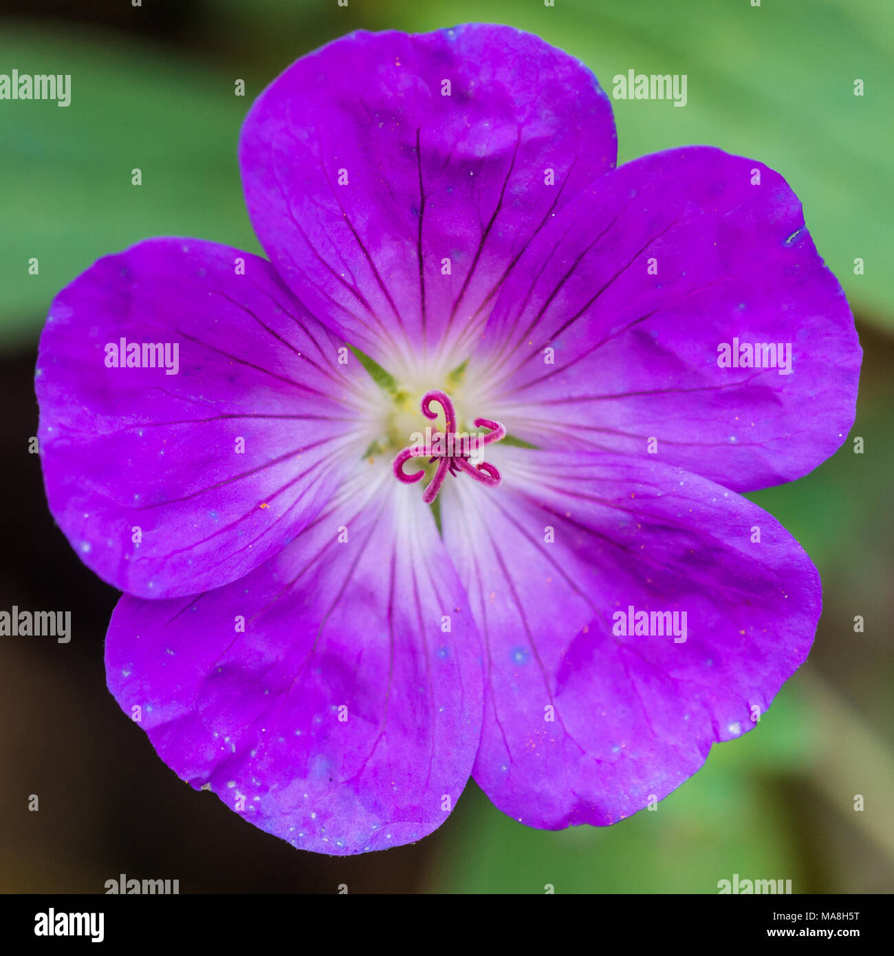 A macro shot of a purple geranium rozanne bloom Stock Photo - Alamy