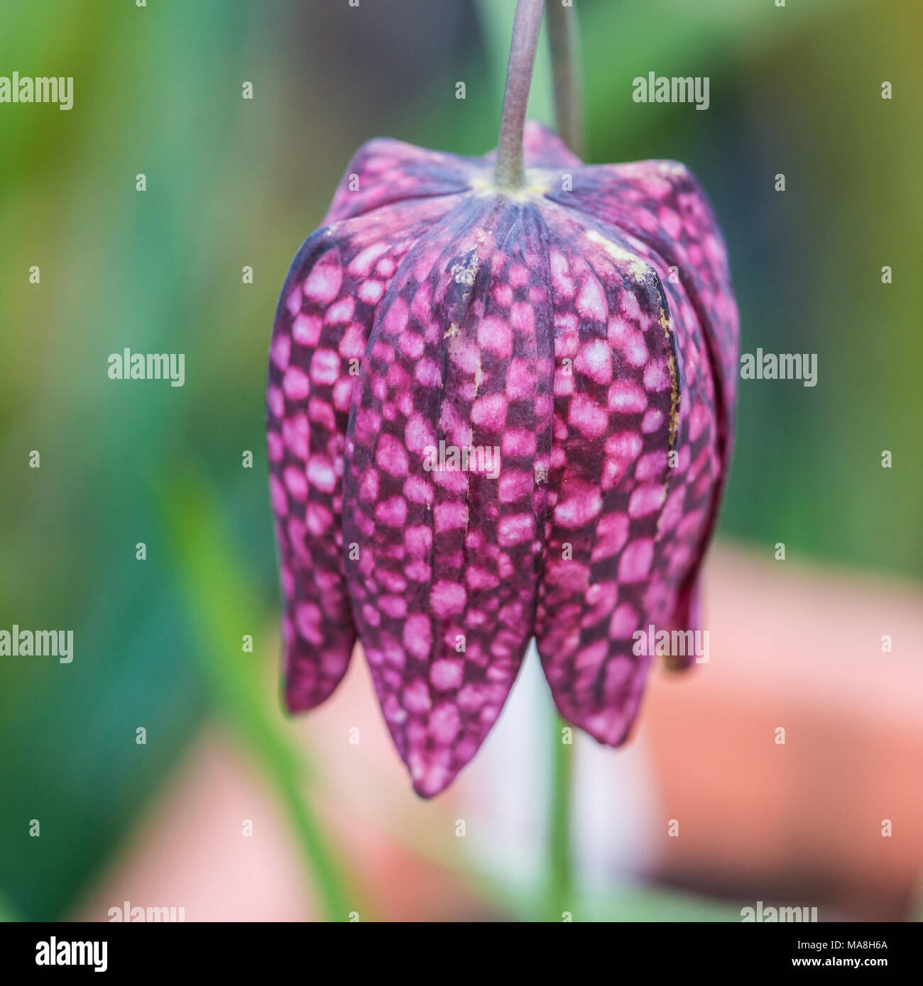 Purple snakes head fritillary hi-res stock photography and images - Alamy