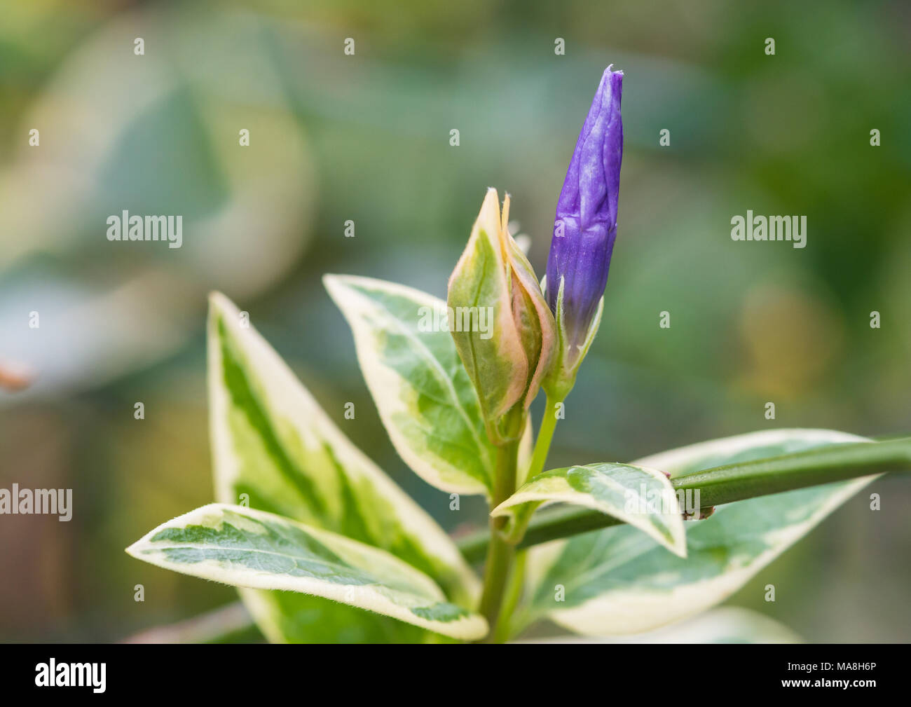 A macro shot of a purple periwinkle flower bud Stock Photo - Alamy