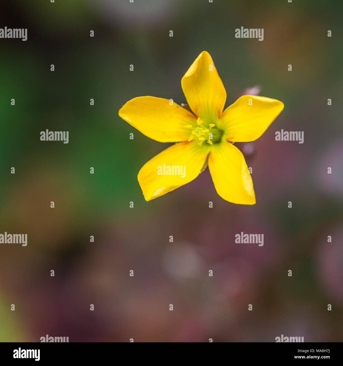 A macro shot of a small yellow weed Stock Photo - Alamy