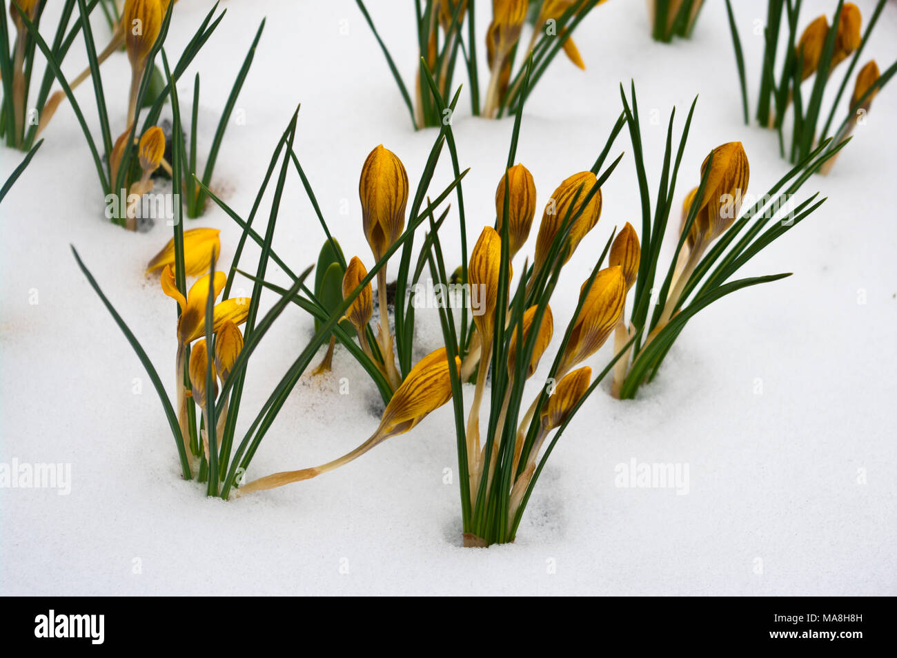 Crocuses Snow High Resolution Stock Photography and Images - Alamy