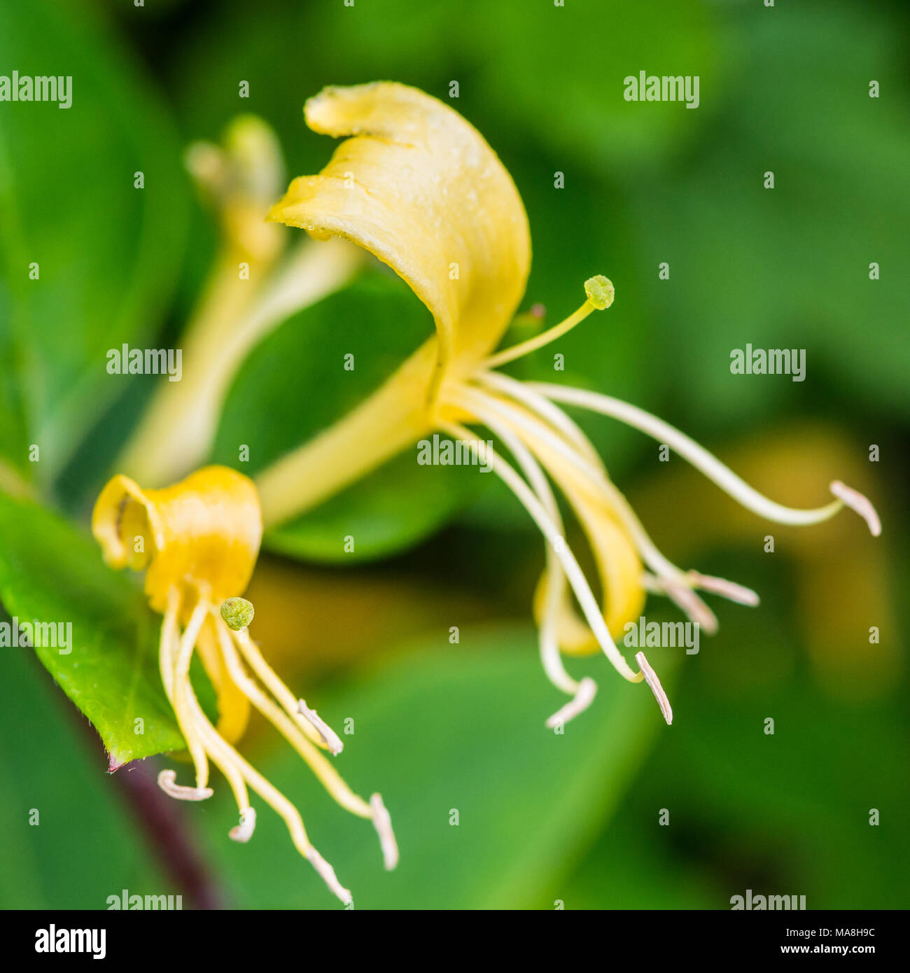 Yellow honeysuckle hi-res stock photography and images - Alamy