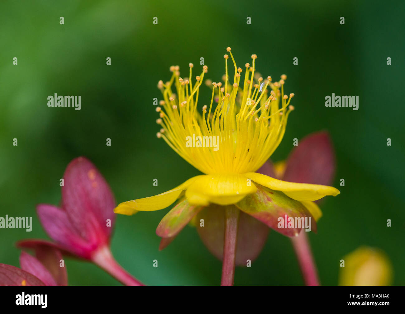 Tutsan bush hi-res stock photography and images - Alamy