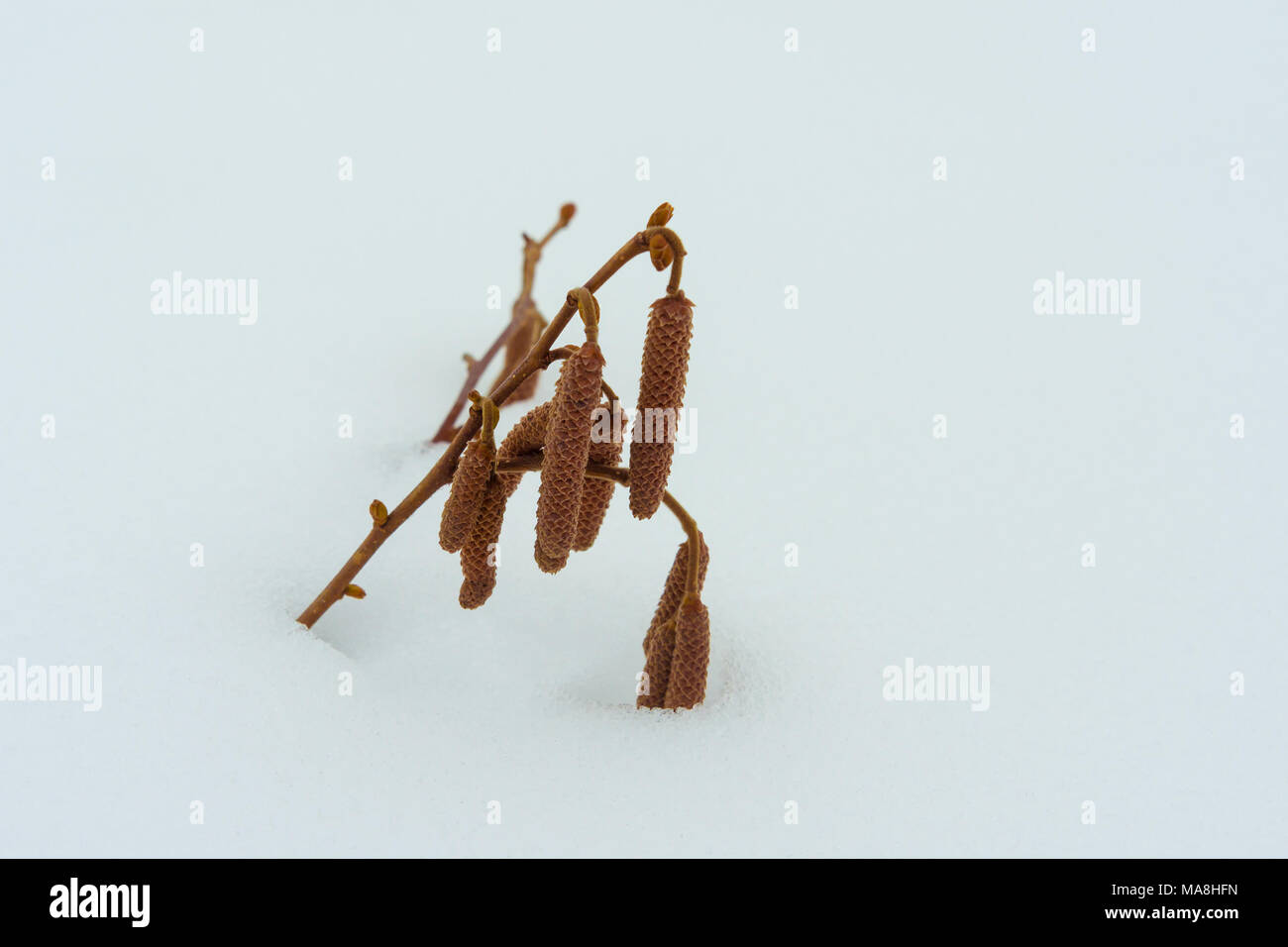 Hazel tree plantation winter hi-res stock photography and images - Alamy