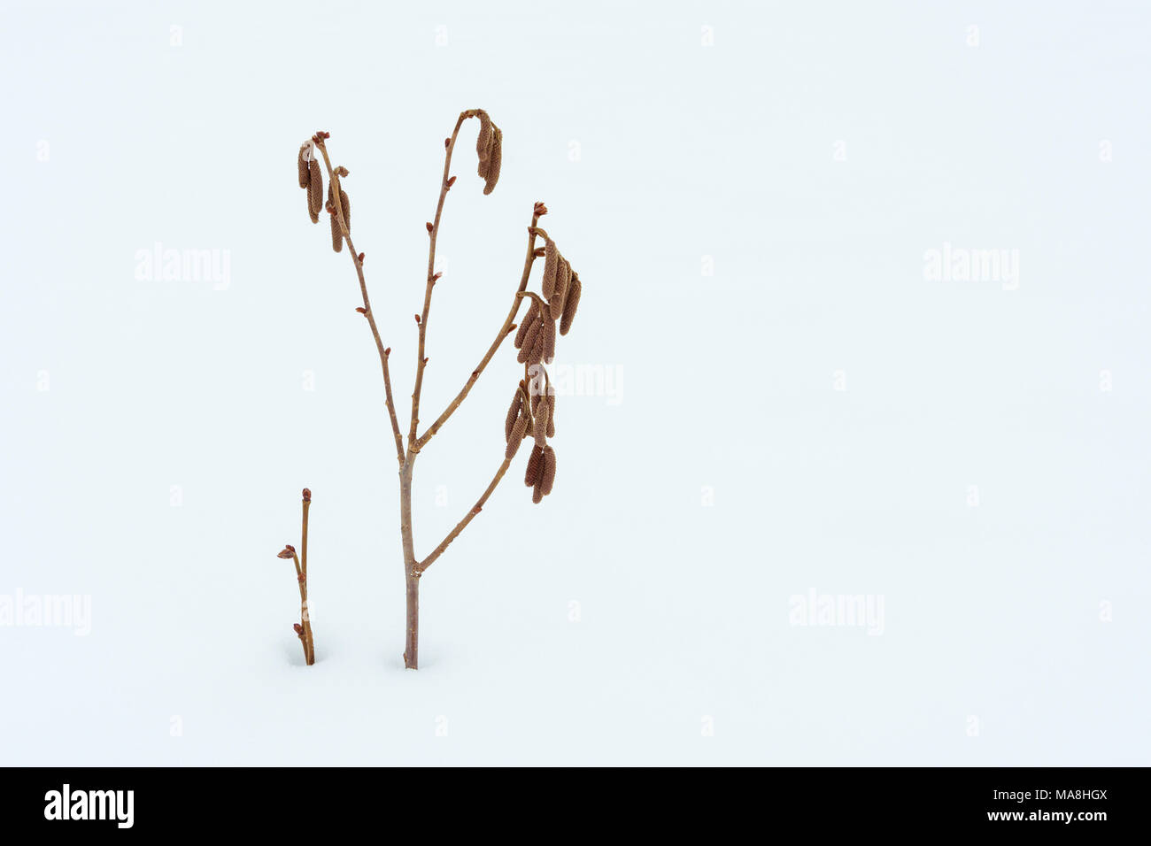 Hazel tree plantation winter hi-res stock photography and images - Alamy