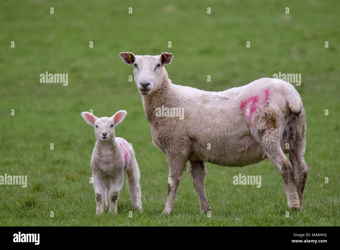Family of lambs hi-res stock photography and images - Alamy