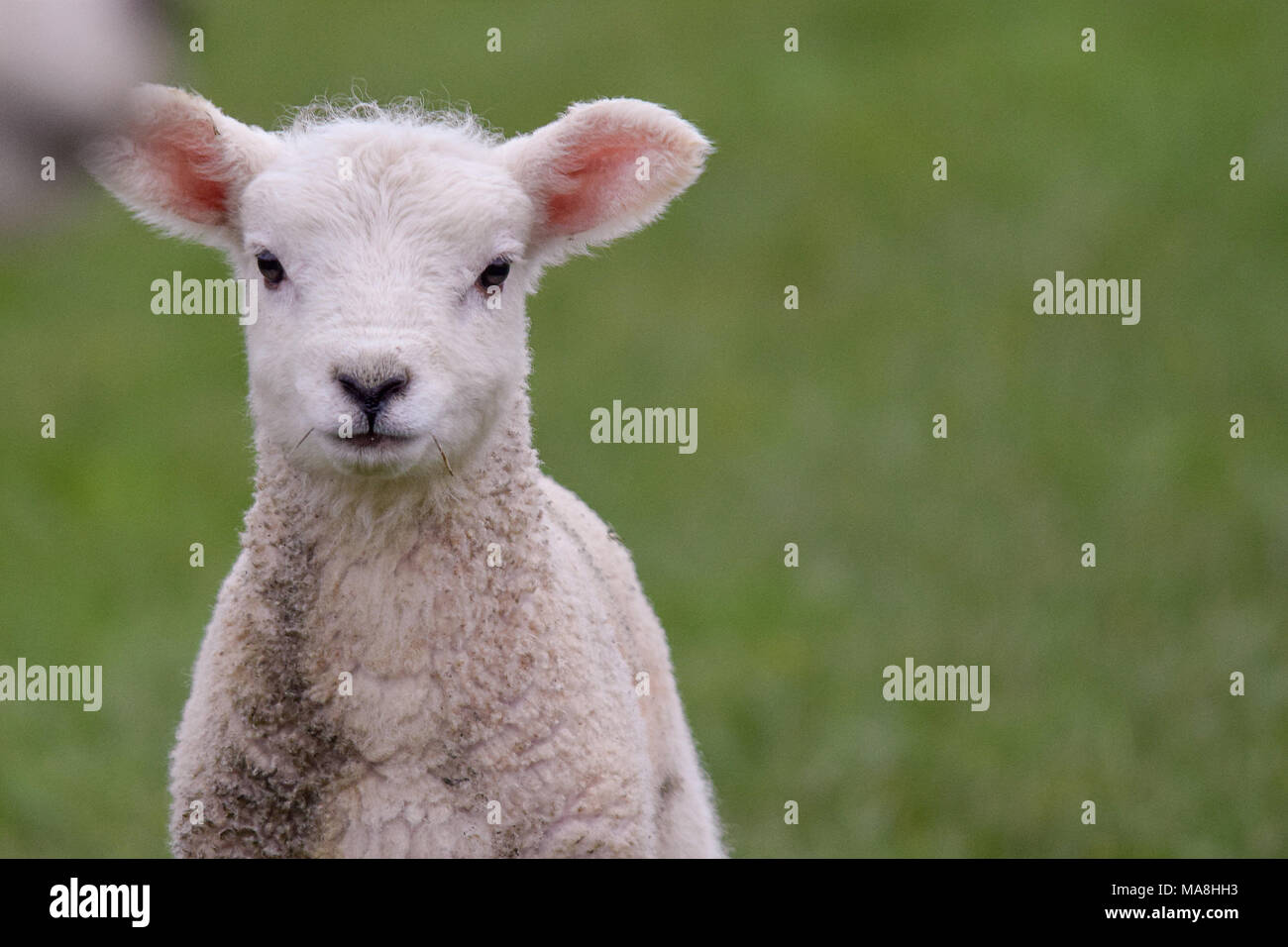 Lamb portrait hi-res stock photography and images - Alamy