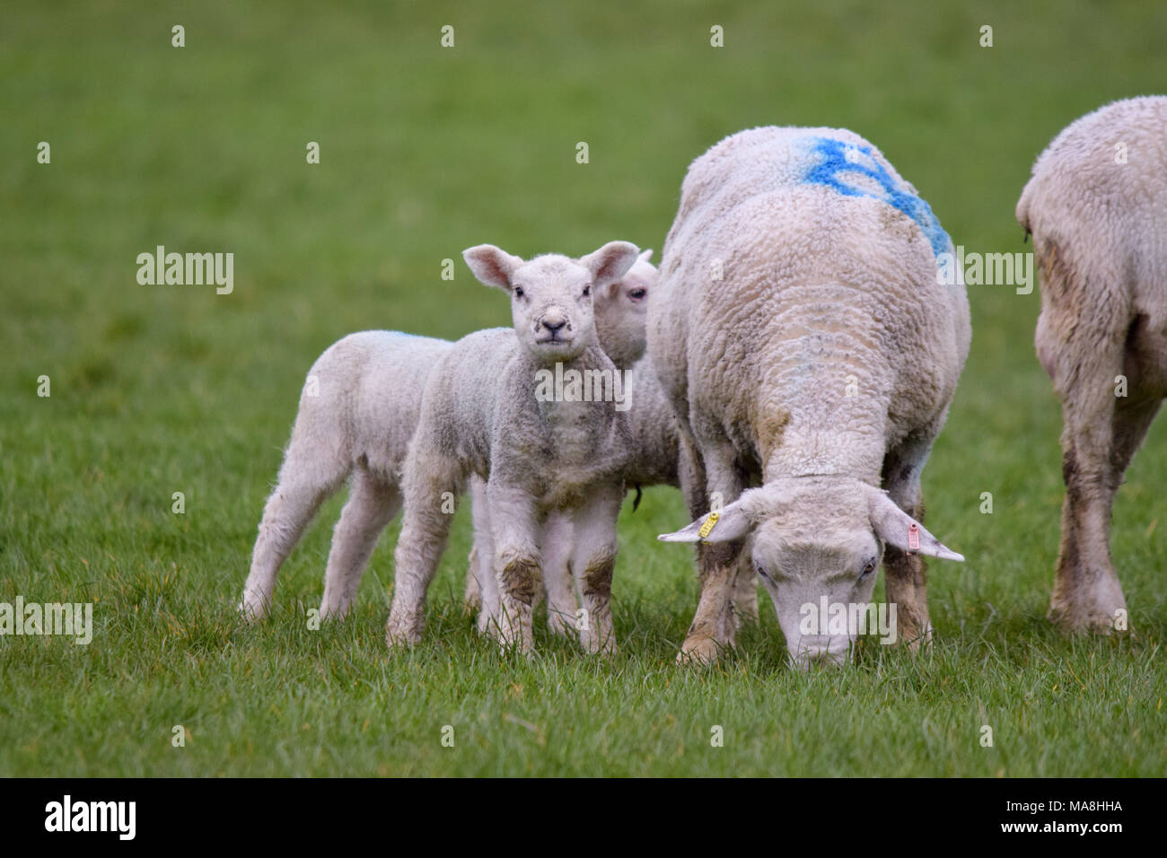 Family lamb hi-res stock photography and images - Alamy