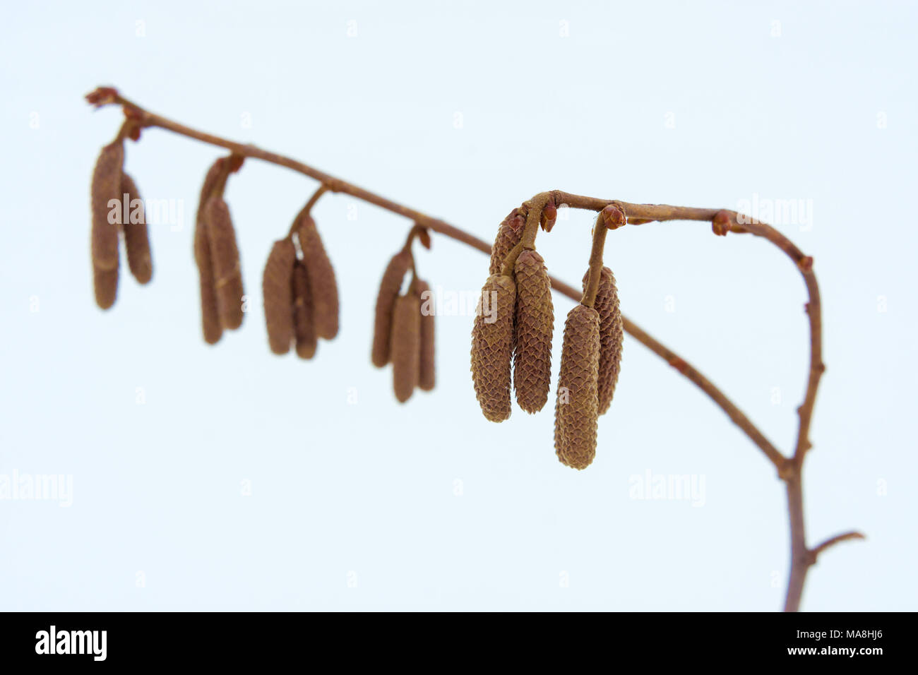 Hazel tree plantation winter hi-res stock photography and images - Alamy