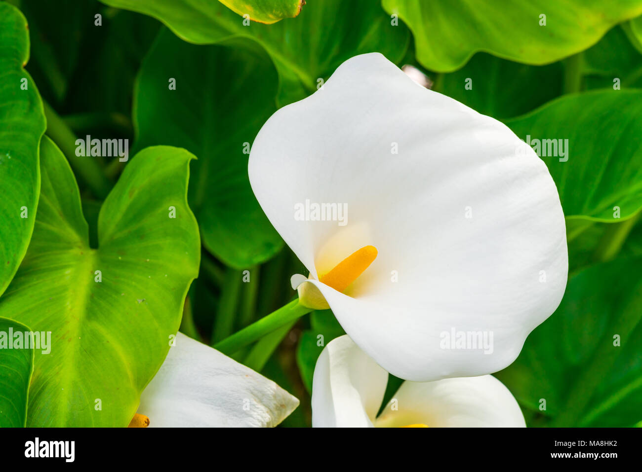 Arum lily (Zantedeschia aethiopica) - closeup Stock Photo - Alamy