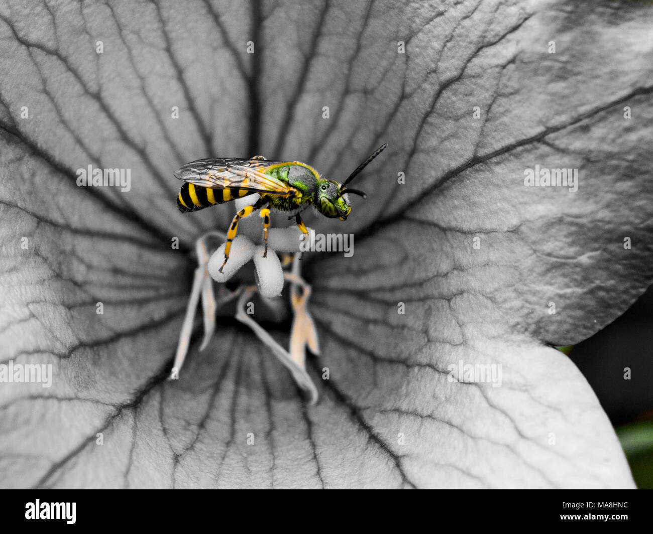 Halicte vert abeille verte hi-res stock photography and images - Alamy