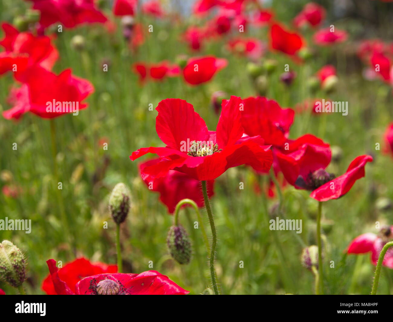 a Himalayan Balsam Flower or Impatiens glandulifera from Himalaya ...