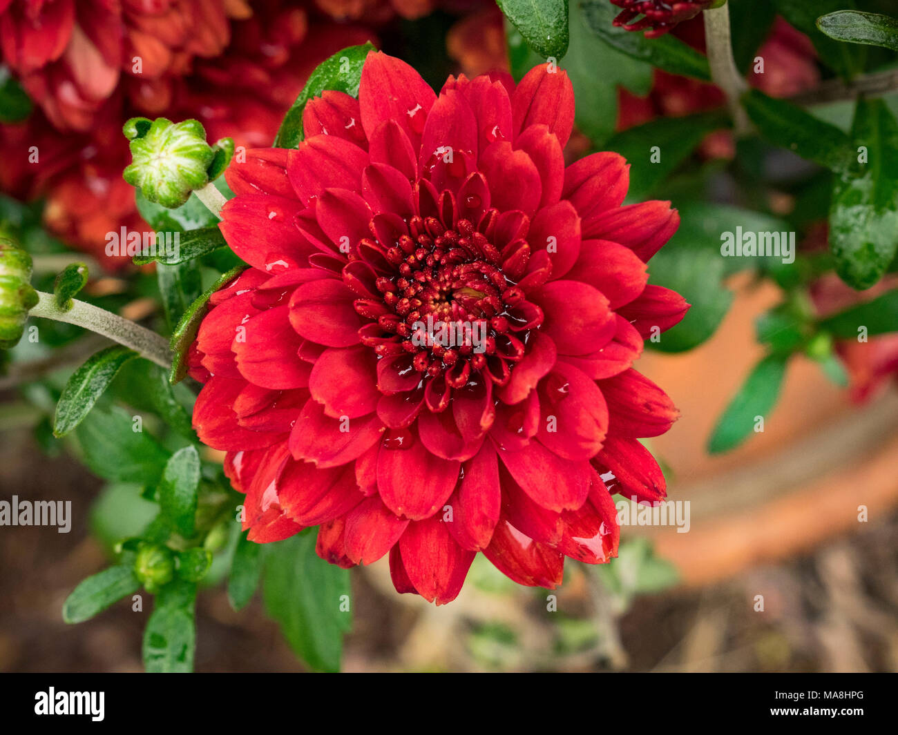 Beautiful Chysanthemum Flower in bloom Stock Photo - Alamy