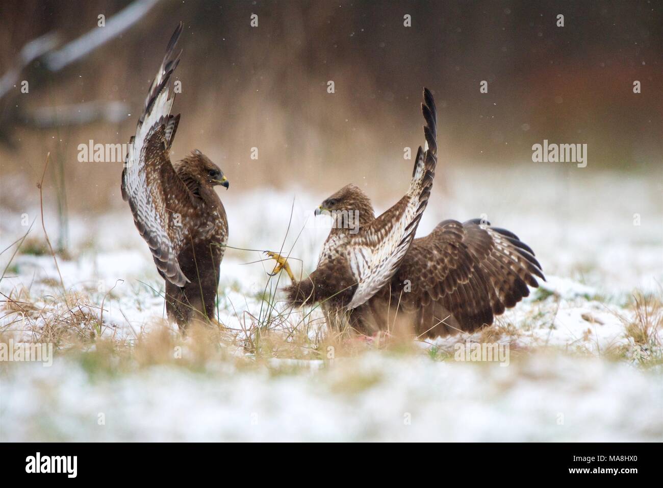 Two common buzzards hi-res stock photography and images - Alamy