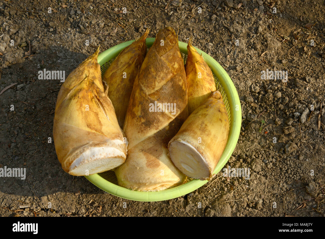 Fresh Moso bamboo shoots bought at the vegetable market in Beijing ...