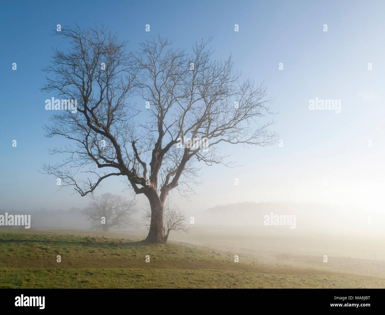 Bright light misty hi-res stock photography and images - Alamy