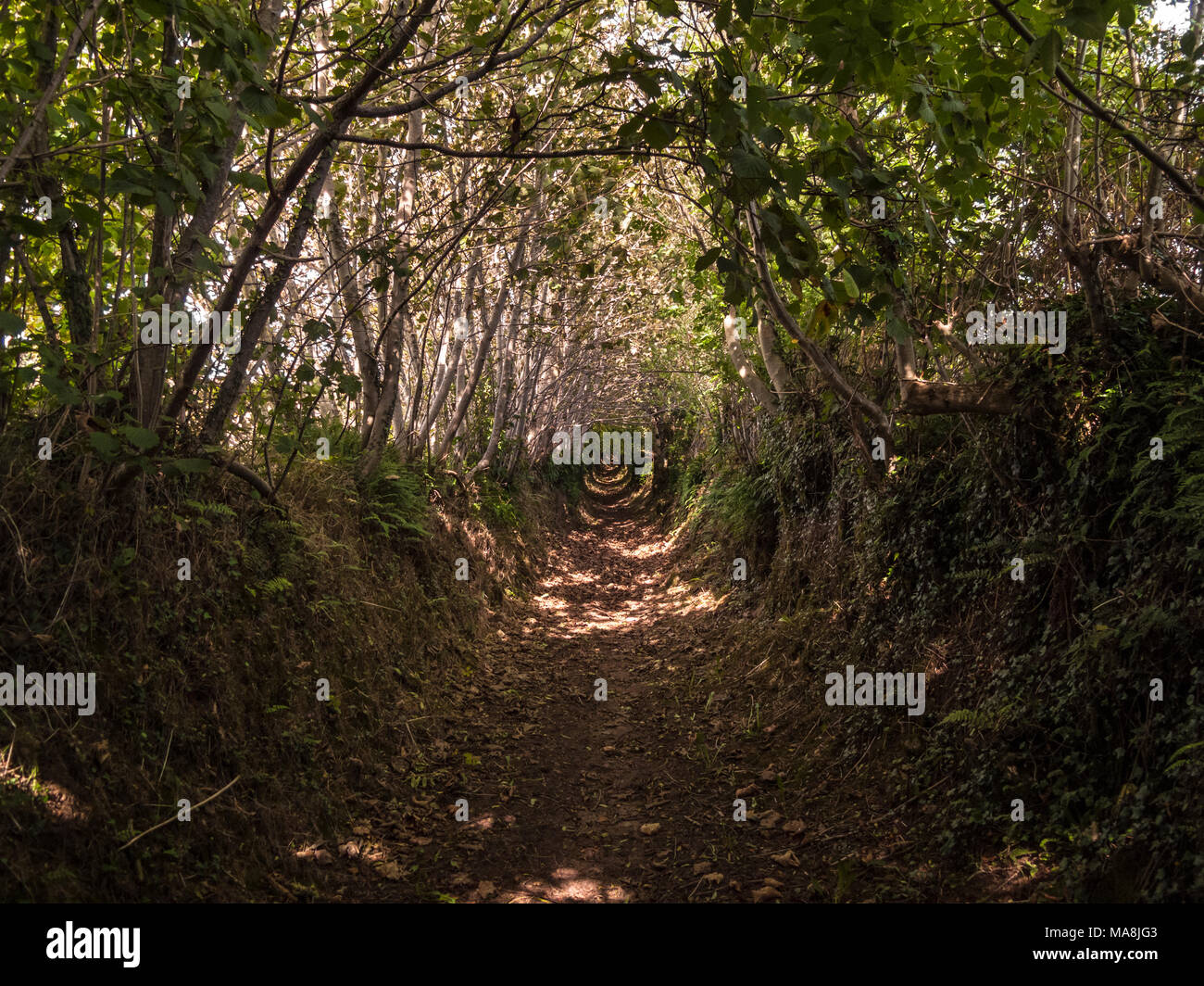 Tunnel through trees hi-res stock photography and images - Alamy