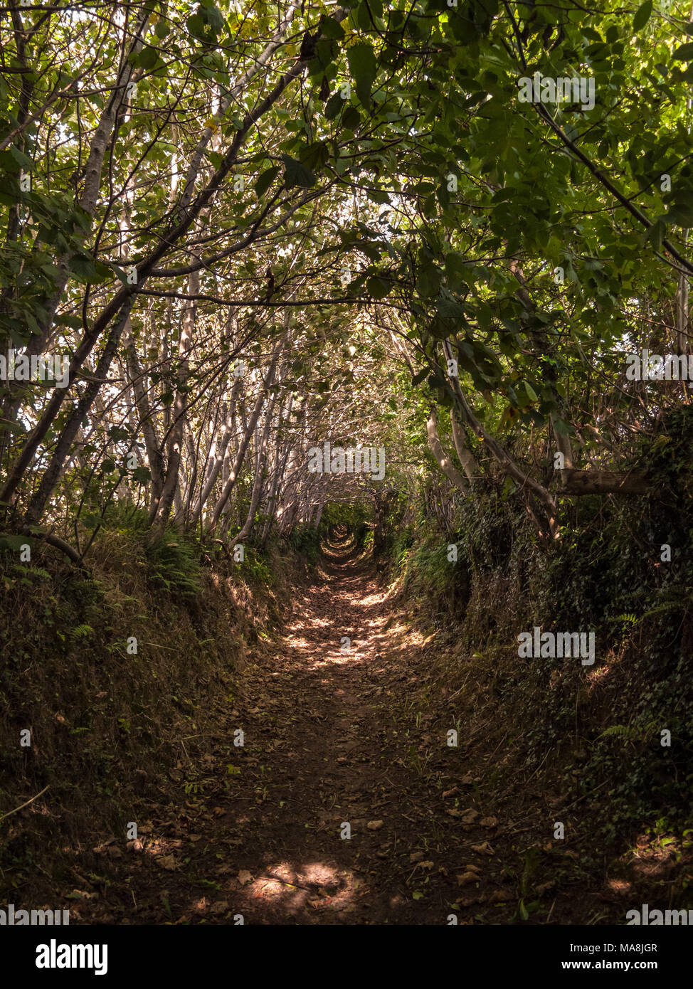 Arching trees hi-res stock photography and images - Alamy