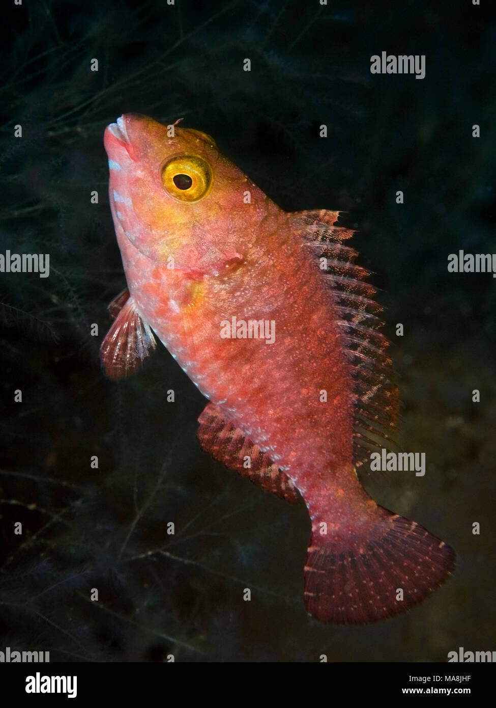 Mediterranean parrotfish (Sparisoma cretense) in Mar de las Calmas ...