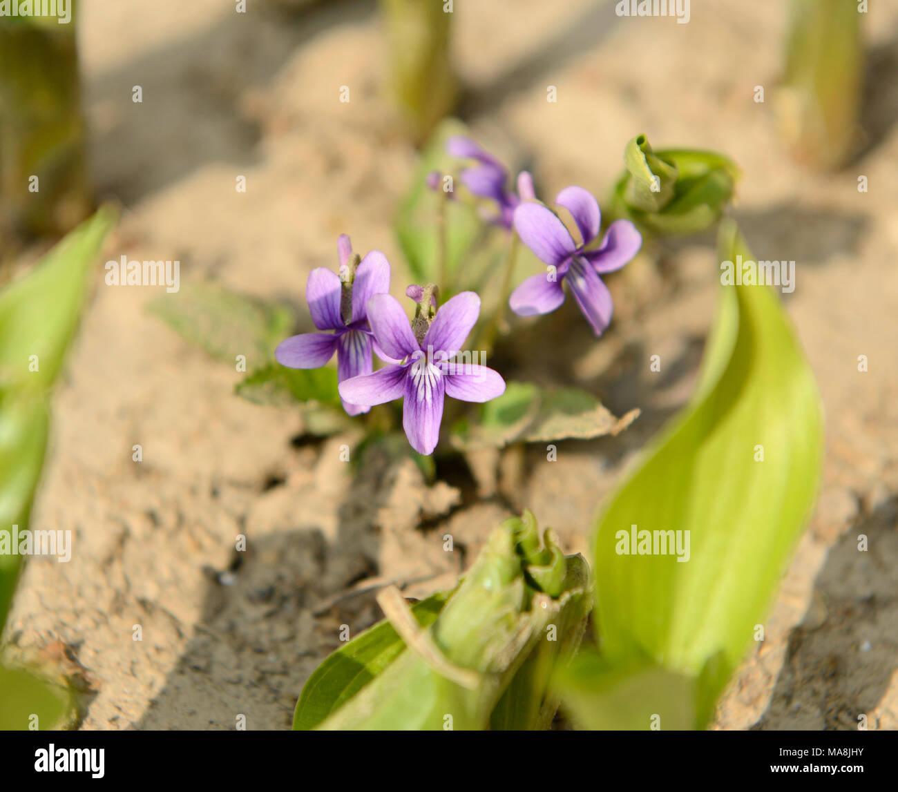 Viola pekinensis hi-res stock photography and images - Alamy